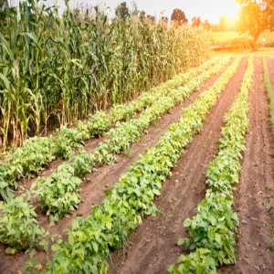 Annual broadleaf weeds - Agricultural Solutions