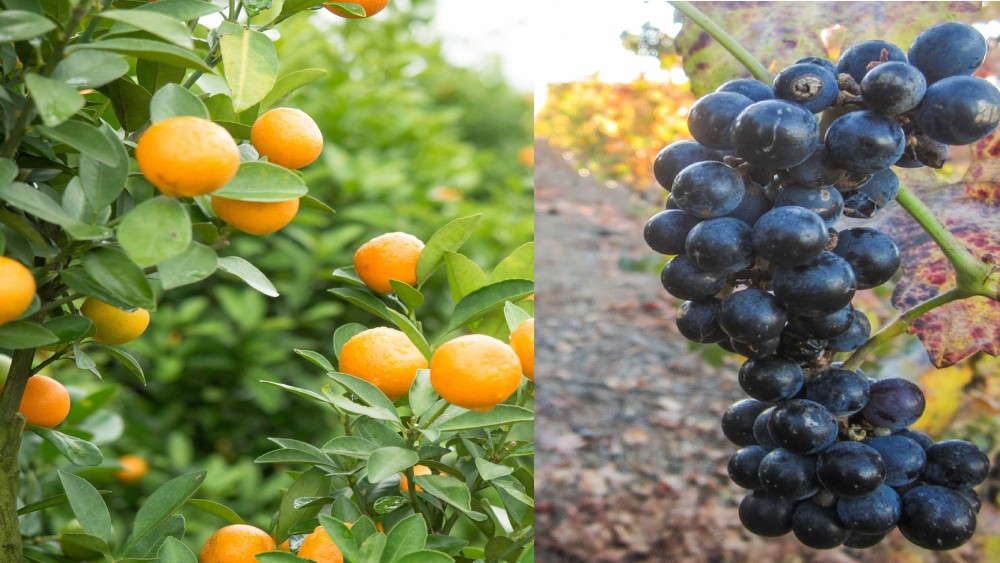 Kumulus® - Agricultural Solutions