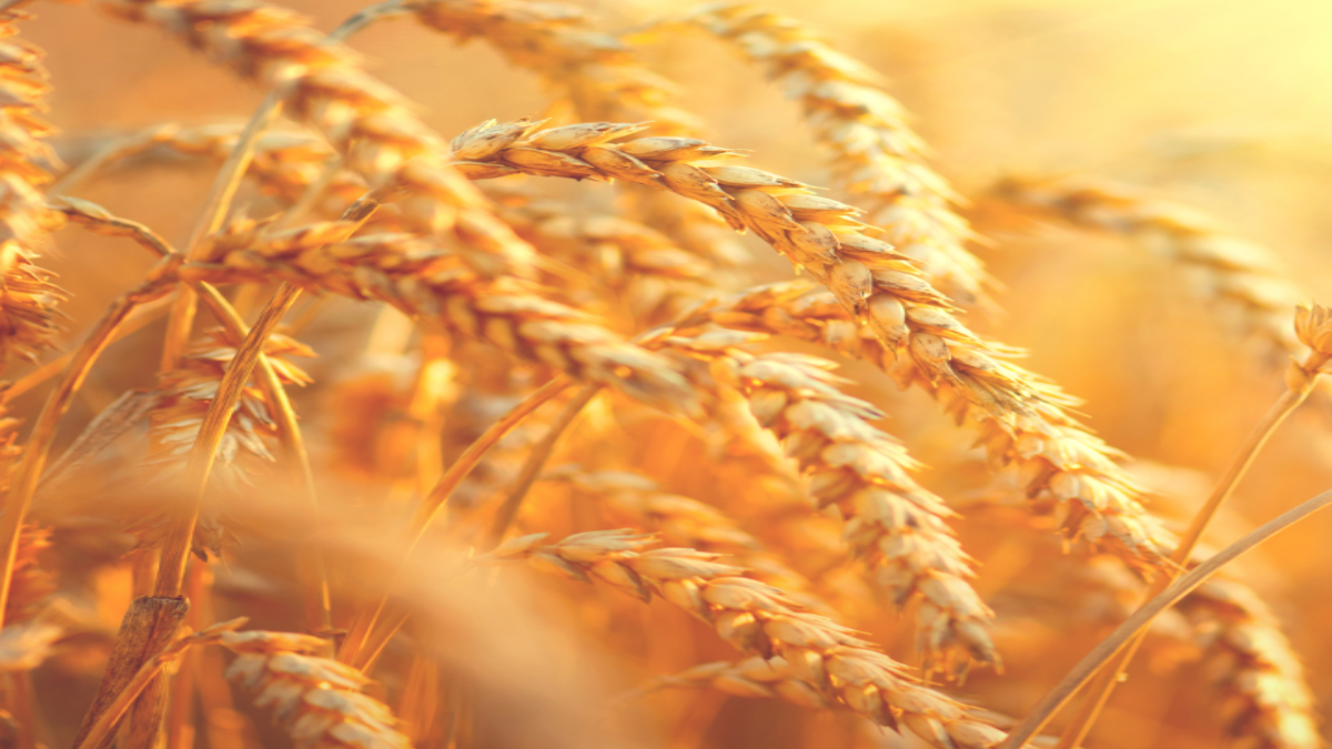 Southern Africa Portfolio