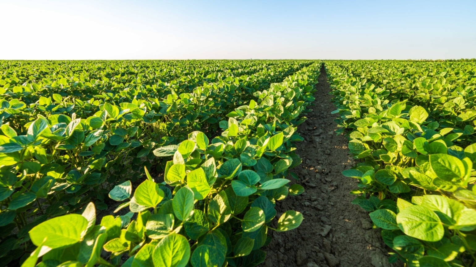AgCelence® solution for Soybeans
