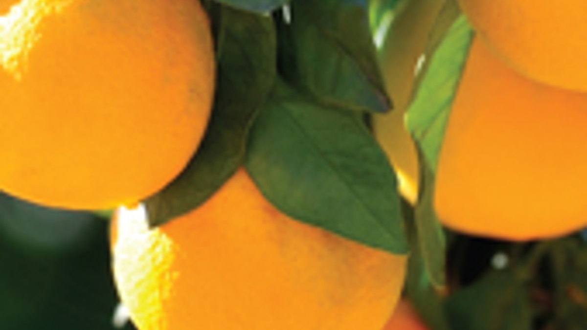 Treevix® - Agricultural Solutions