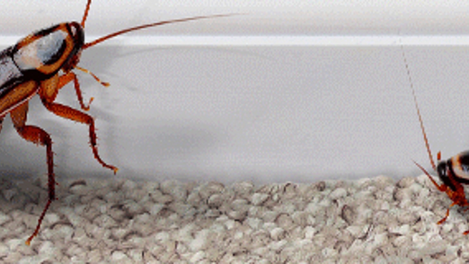 For the love of agriculture