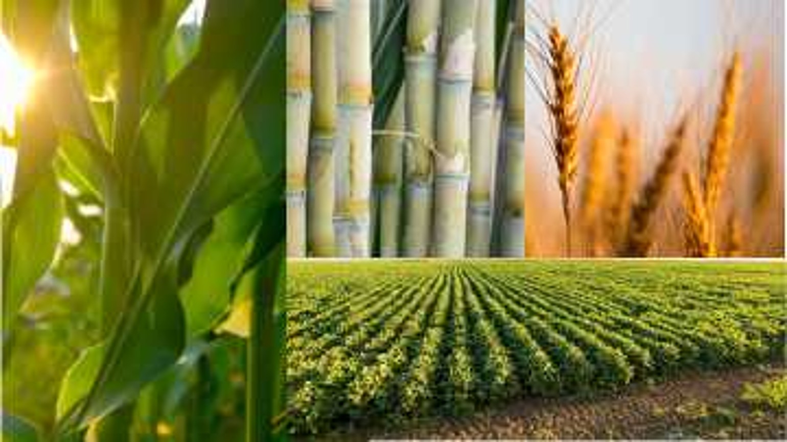 BASF Wheat solutions