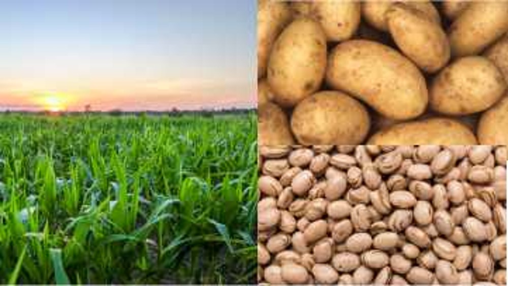 BASF Soybean solutions