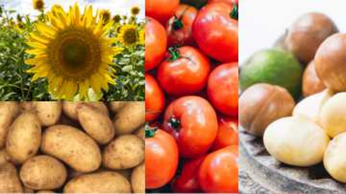 BASF Tomato Application Guide