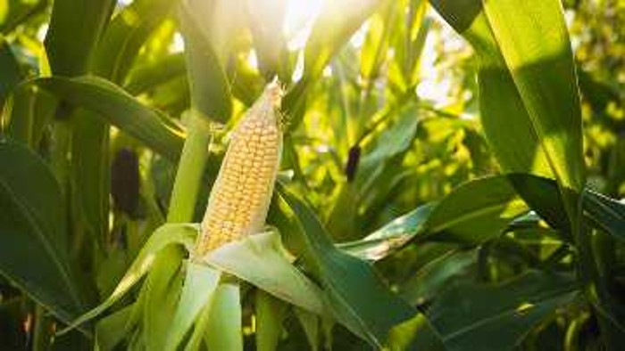 Priaxor® - Agricultural Solutions