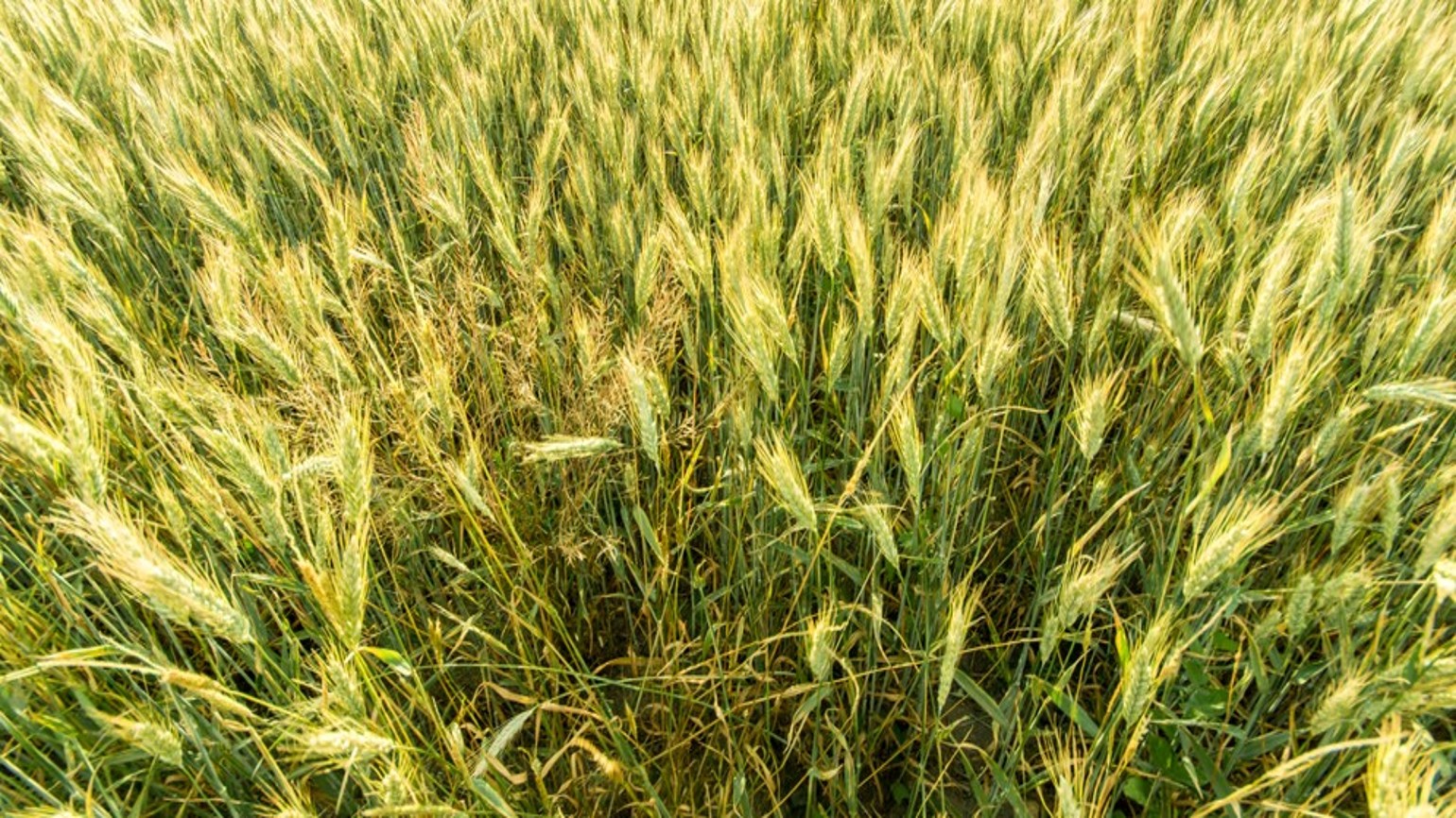 BASF Wheat solutions