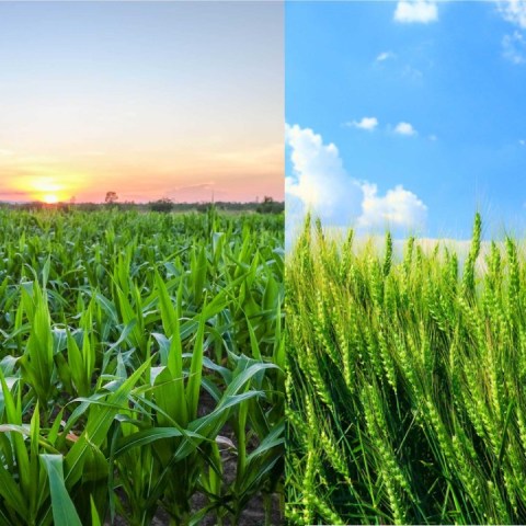 Fungicide - Agricultural Solutions