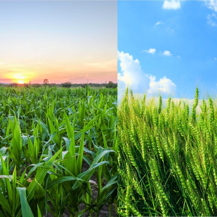 Fungicide - Agricultural Solutions