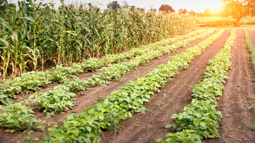 BASF Soybean solutions