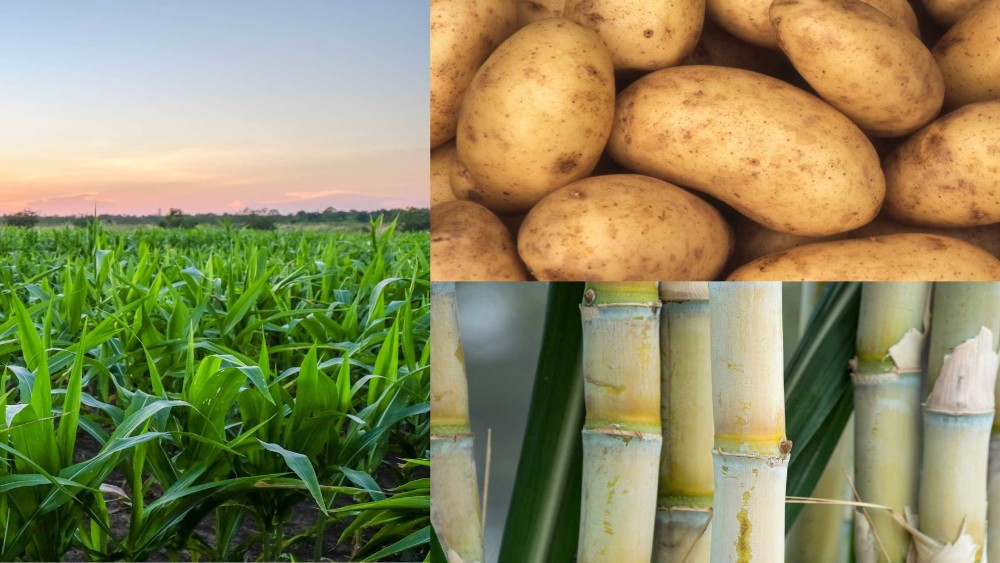 BASF Pome Fruit Application Guide