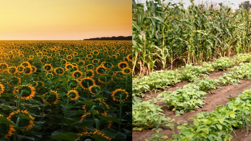 BASF Soybean solutions