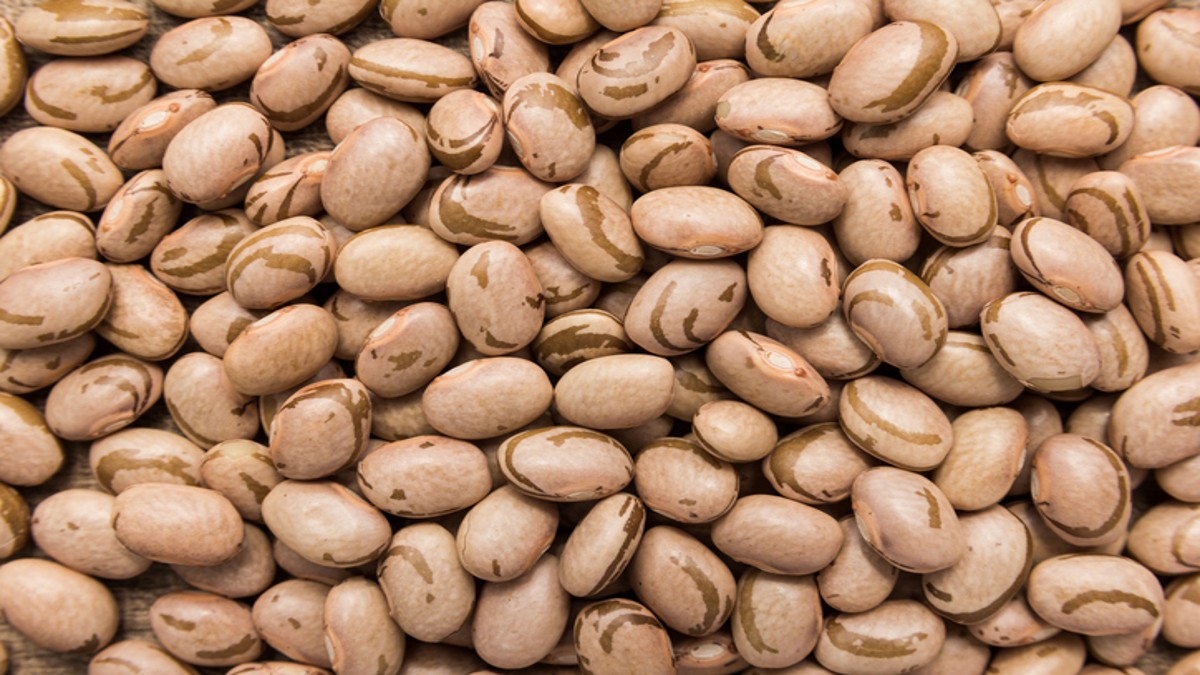 BASF Soybean solutions