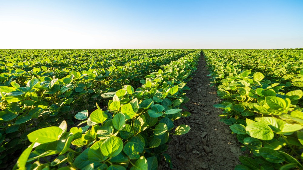 BASF Soybean solutions
