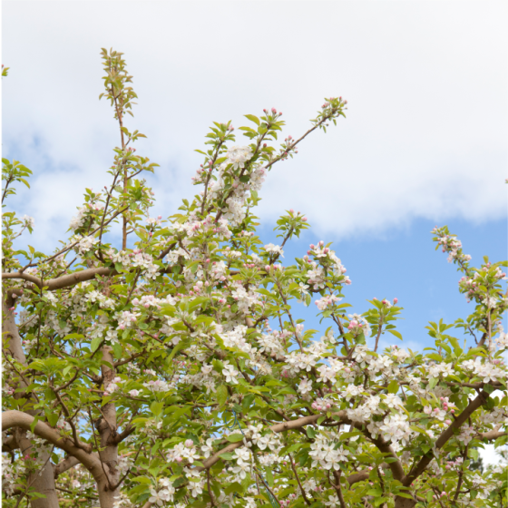 Fungicide - Agricultural Solutions