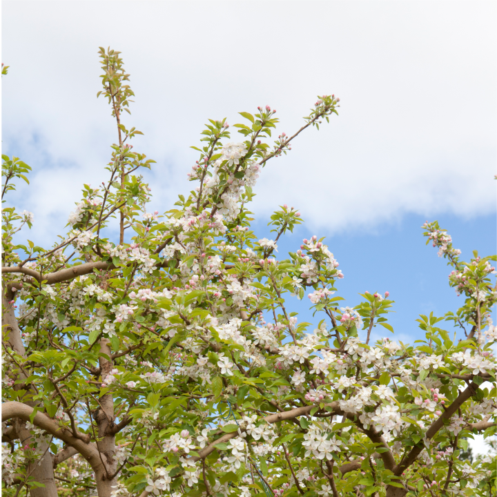 Fungicide - Agricultural Solutions