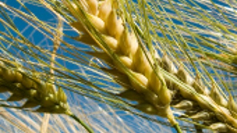 BASF Barley solutions
