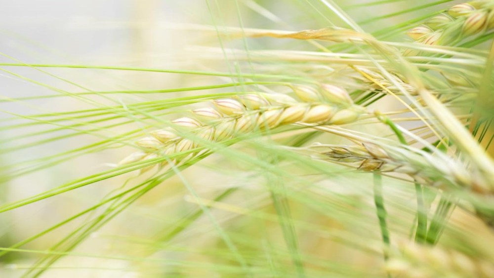 Barley - Agricultural Solutions