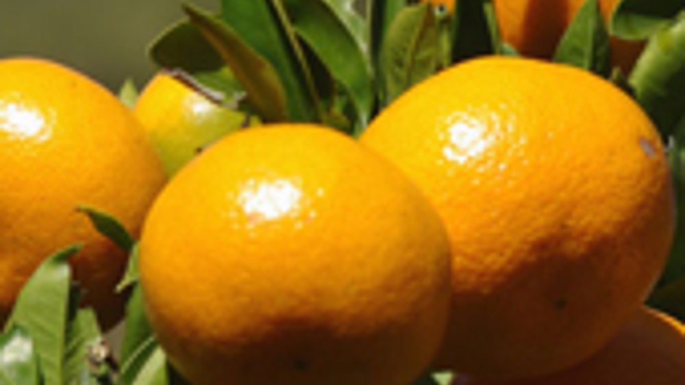 Treevix® - Agricultural Solutions