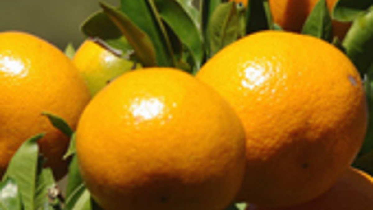 AgCelence ® Citrus