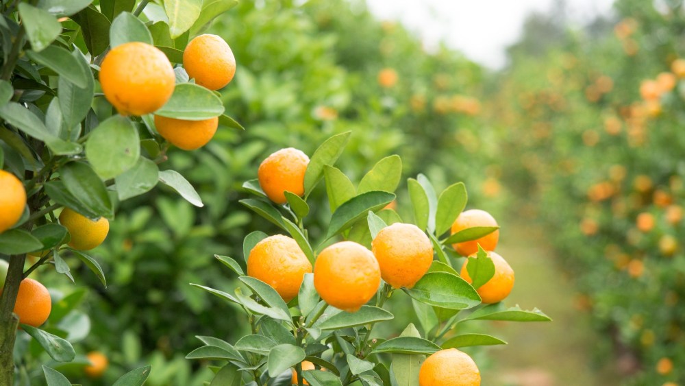 Citrus - Agricultural Solutions