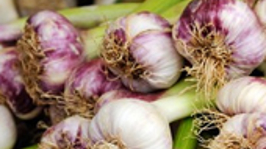 Knoffel - Agricultural Solutions