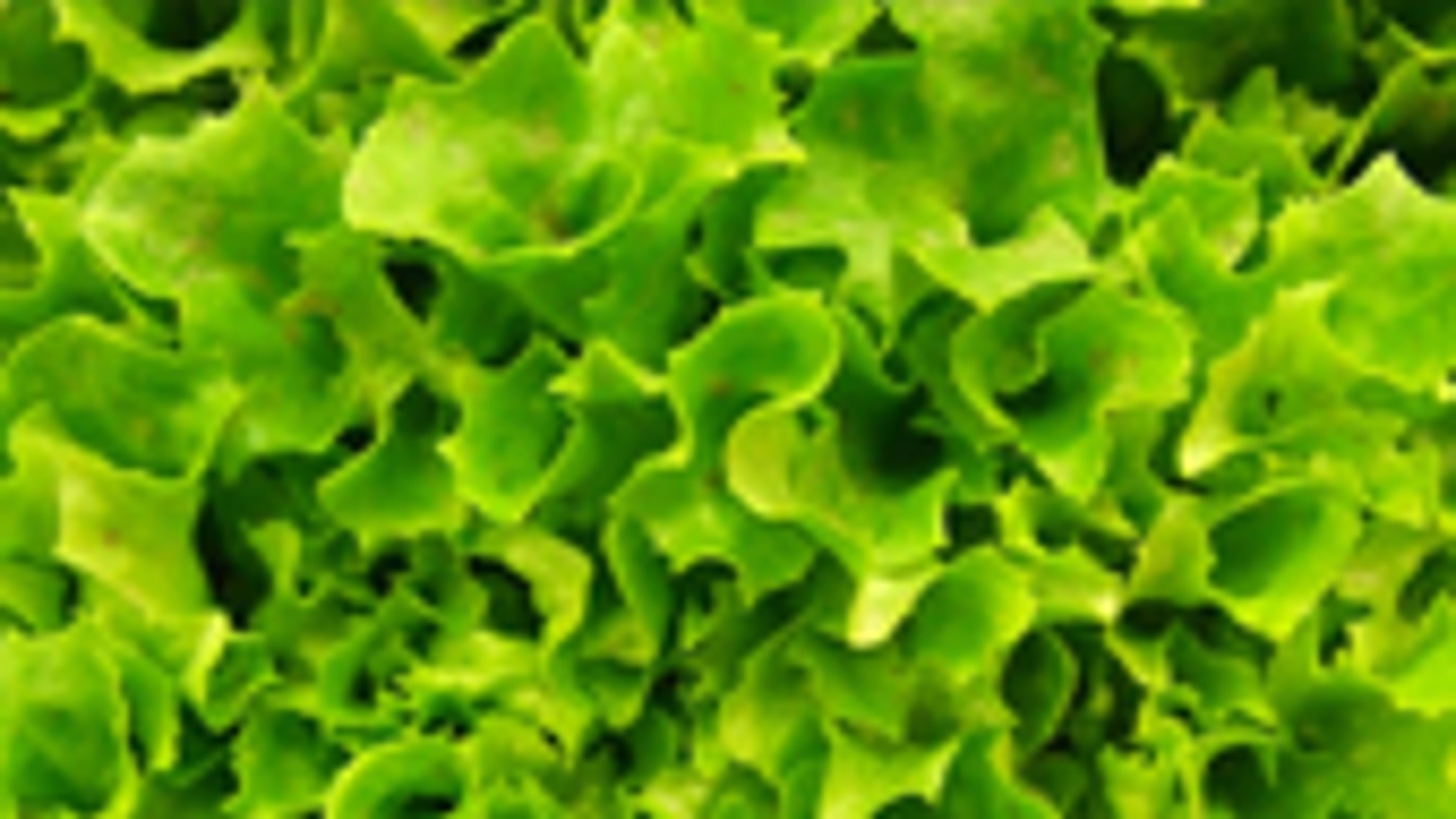Blaarslaai - Agricultural Solutions