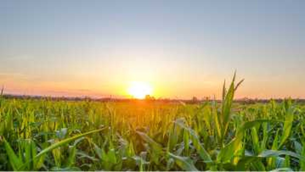 Mielies - Agricultural Solutions