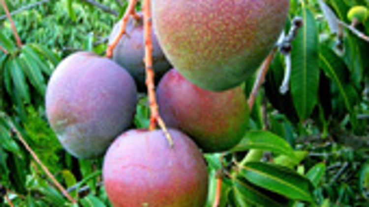 Mango - Agricultural Solutions