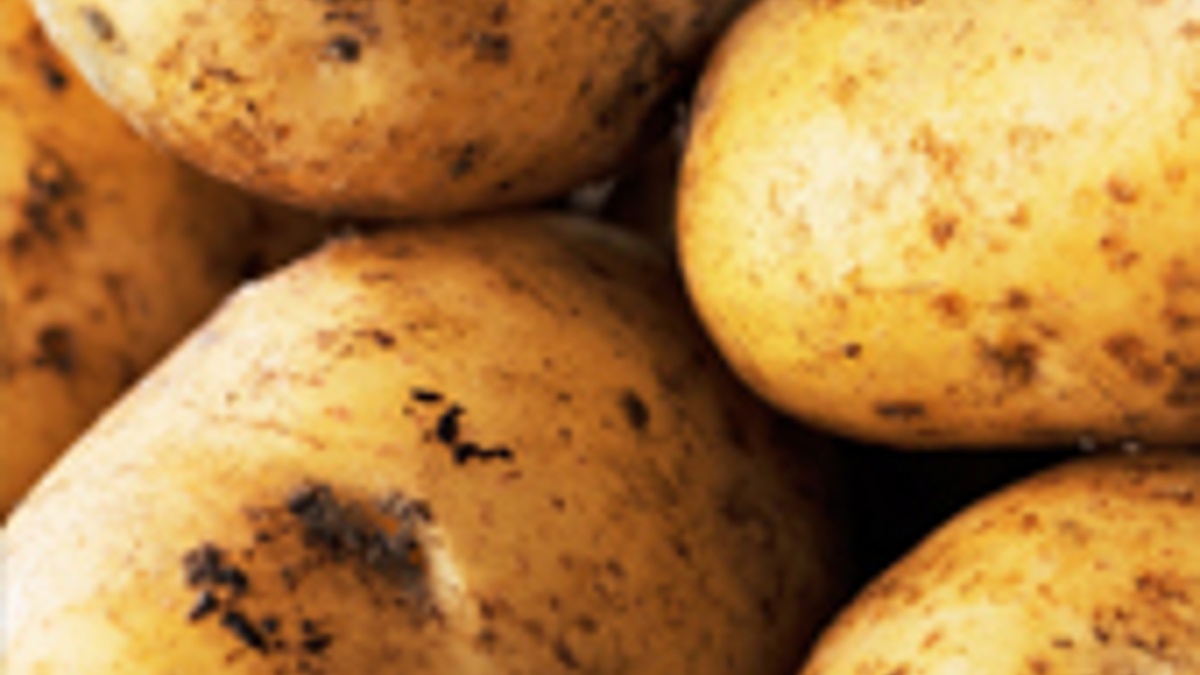 BASF Tomato Application Guide