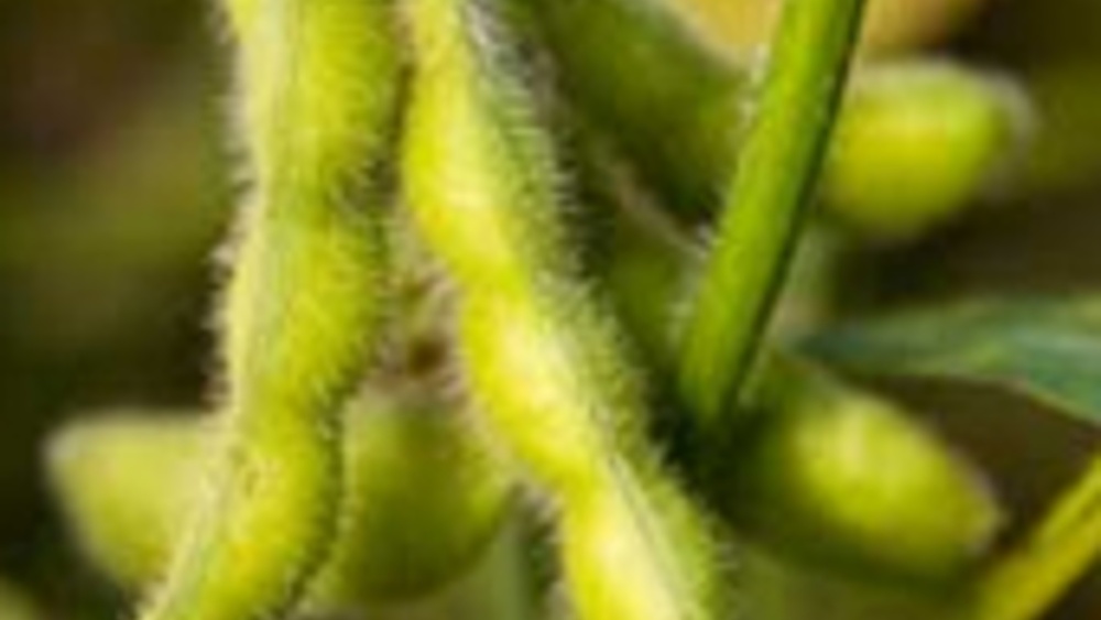 AgCelence ® Soybeans