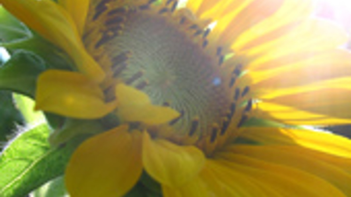 AgCelence ® Sunflowers