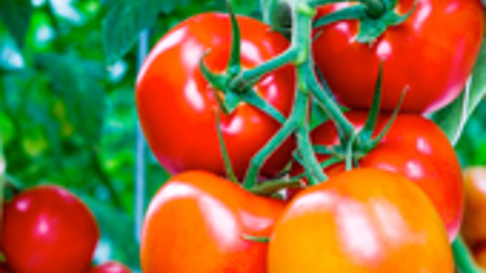 BASF Tomato Application Guide