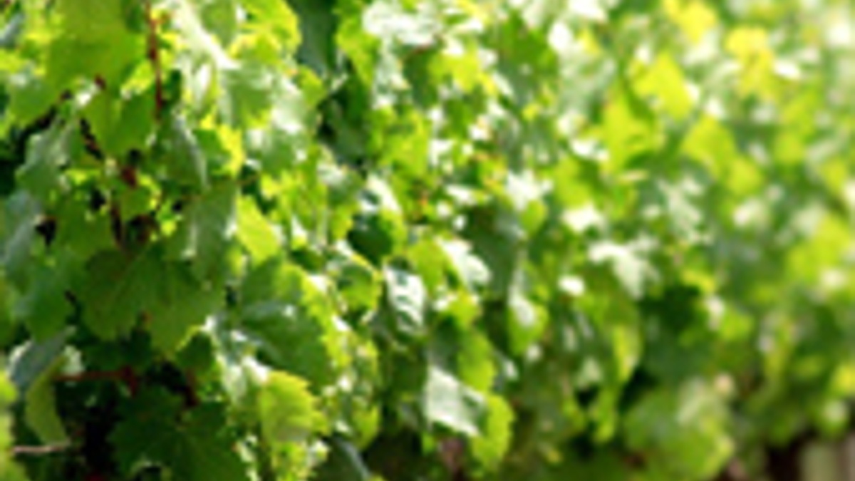 BASF Crop Protection