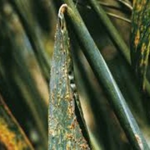 Sugarcane - Agricultural Solutions