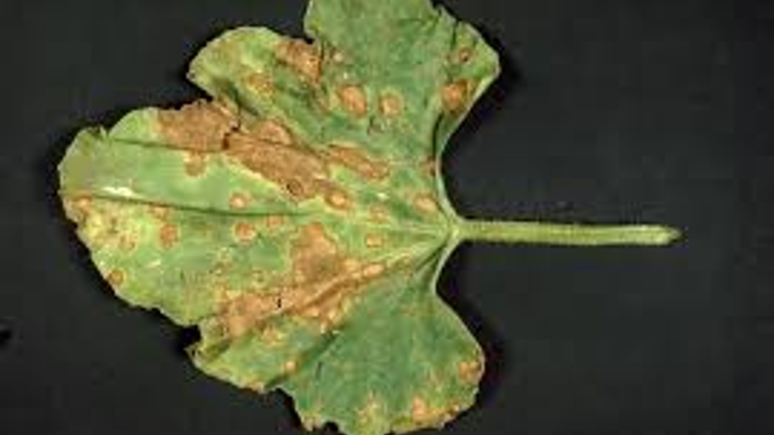 Alternaria (Alternaria alternata) - Agricultural Solutions