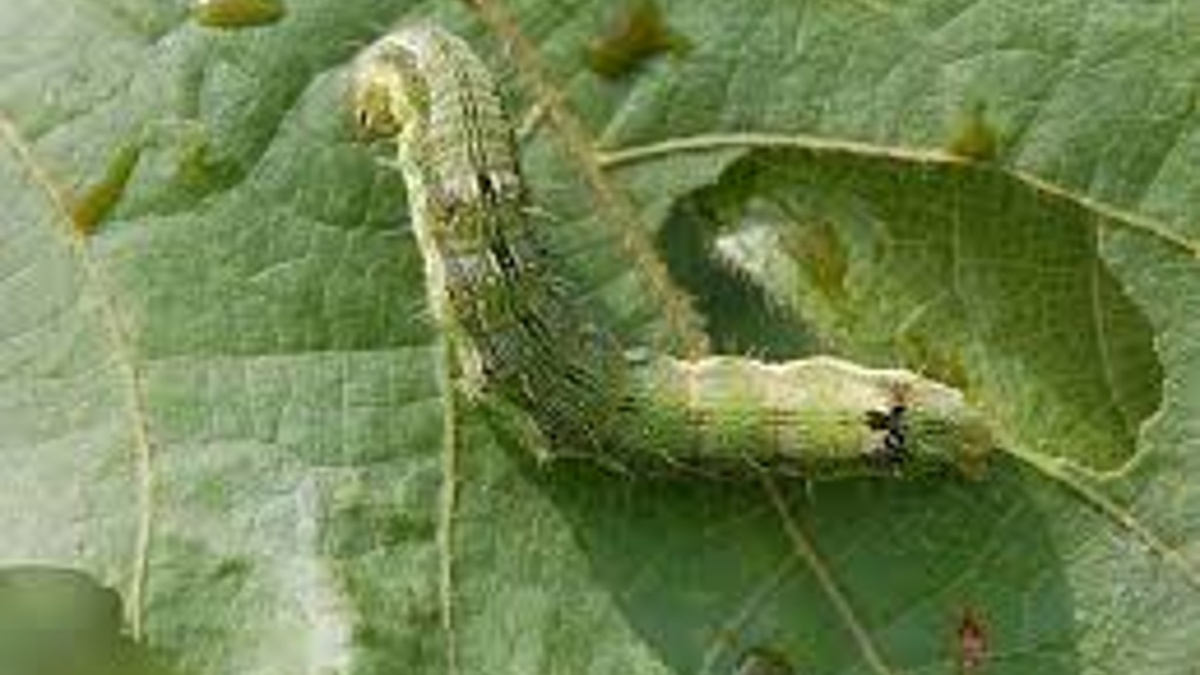 American bollworm - Agricultural Solutions