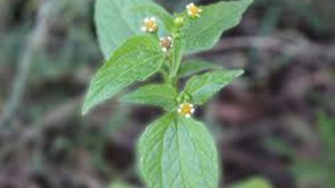 Annual broadleaf weeds - Agricultural Solutions