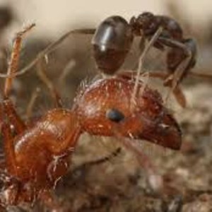 Grapes - Agricultural Solutions