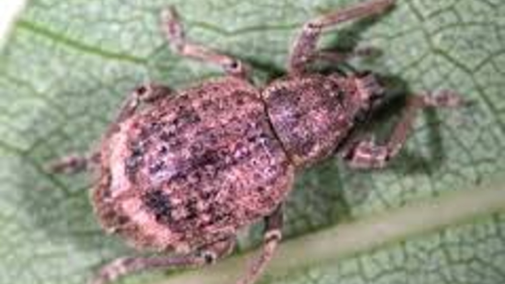 Banded fruit weevil - Agricultural Solutions
