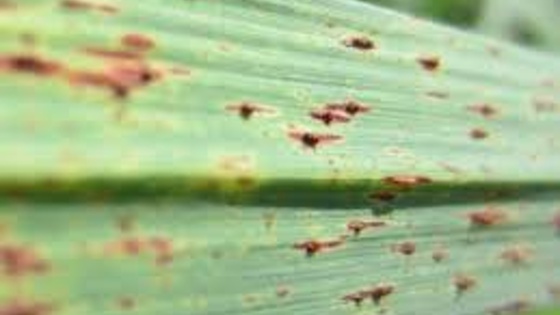 Brown rust (Puccinia melanocephala) - Agricultural Solutions