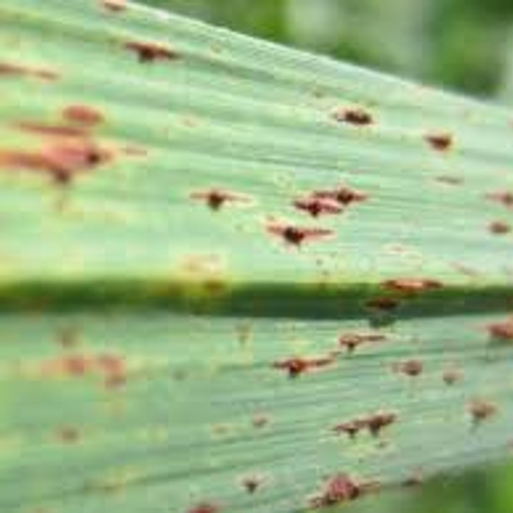 Sugarcane - Agricultural Solutions