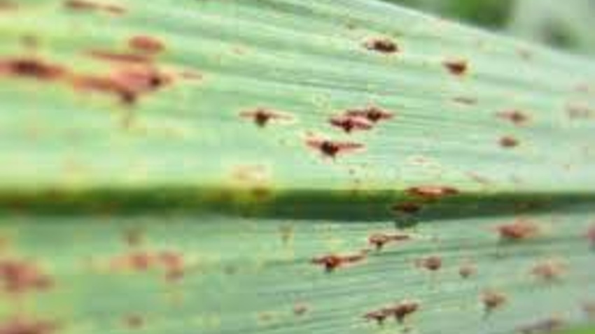 Brown rust (Puccinia melanocephala) - Agricultural Solutions