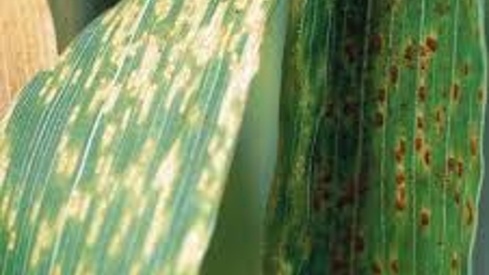 Brown Rust (Puccinia triticina) - Agricultural Solutions