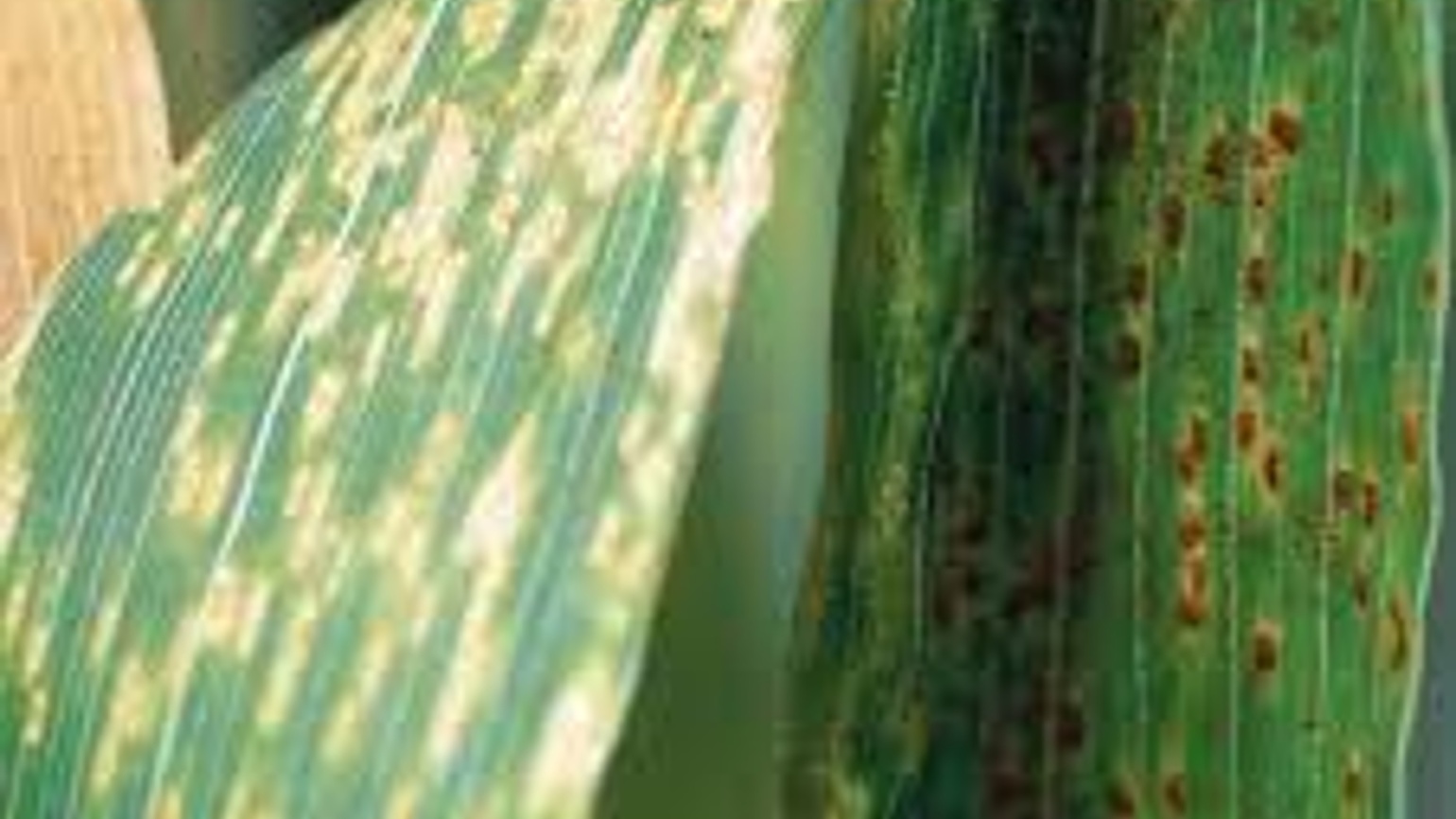 Brown Rust (Puccinia triticina) - Agricultural Solutions