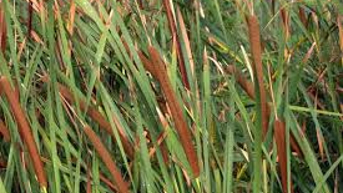 Bulrush - Agricultural Solutions
