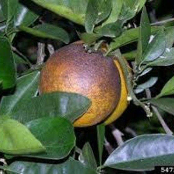 Citrus - Agricultural Solutions