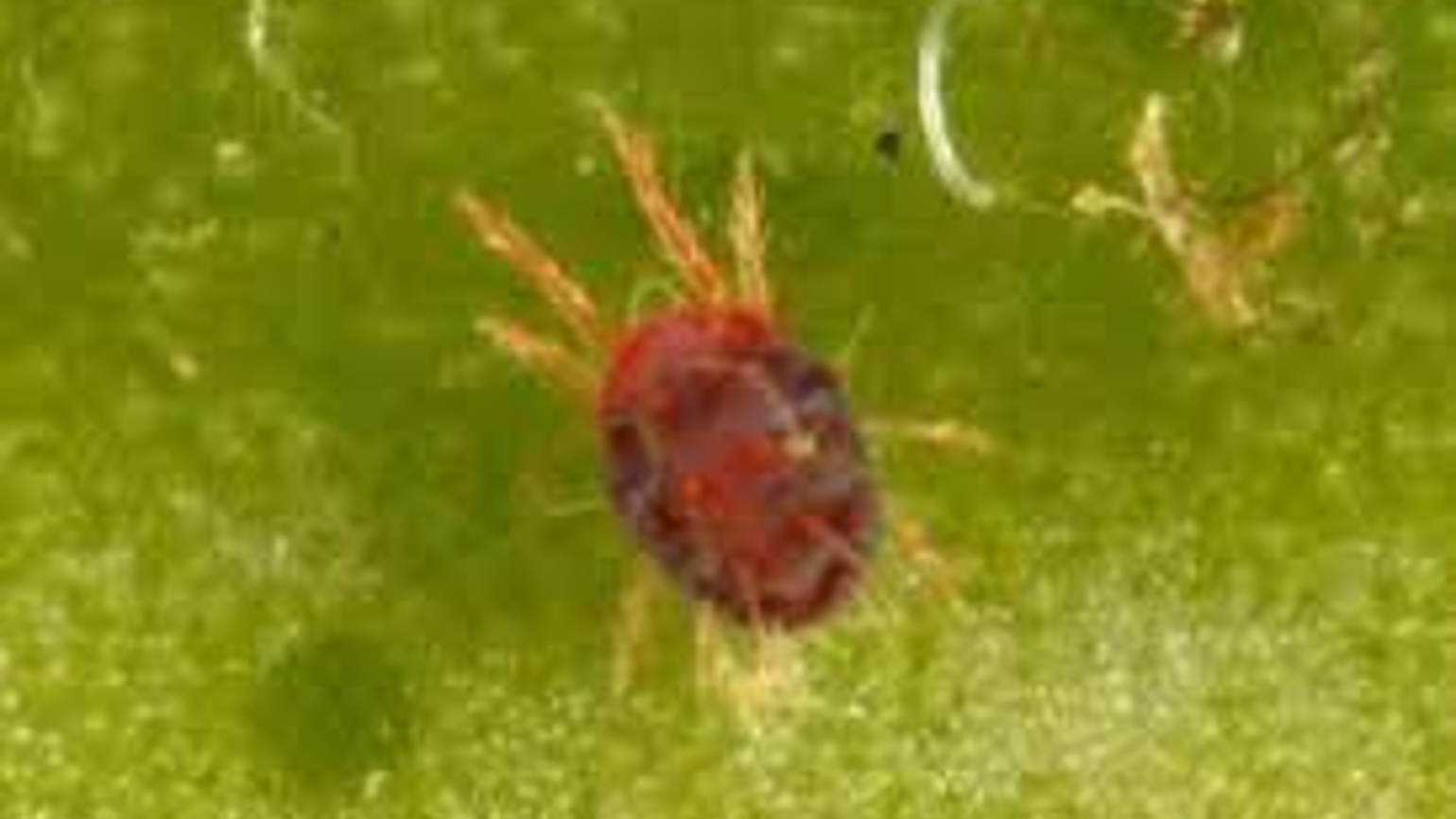 Citrus red mite - Agricultural Solutions