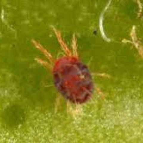 Citrus - Agricultural Solutions