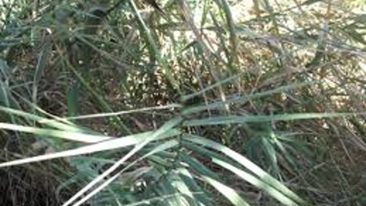 Common reed - Agricultural Solutions